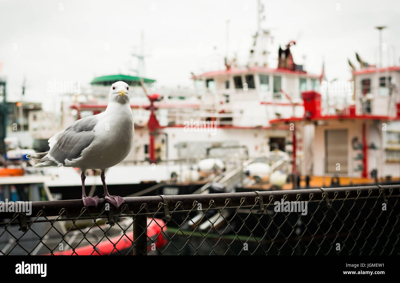 Seagull seattle washington hi-res stock photography and images - Alamy