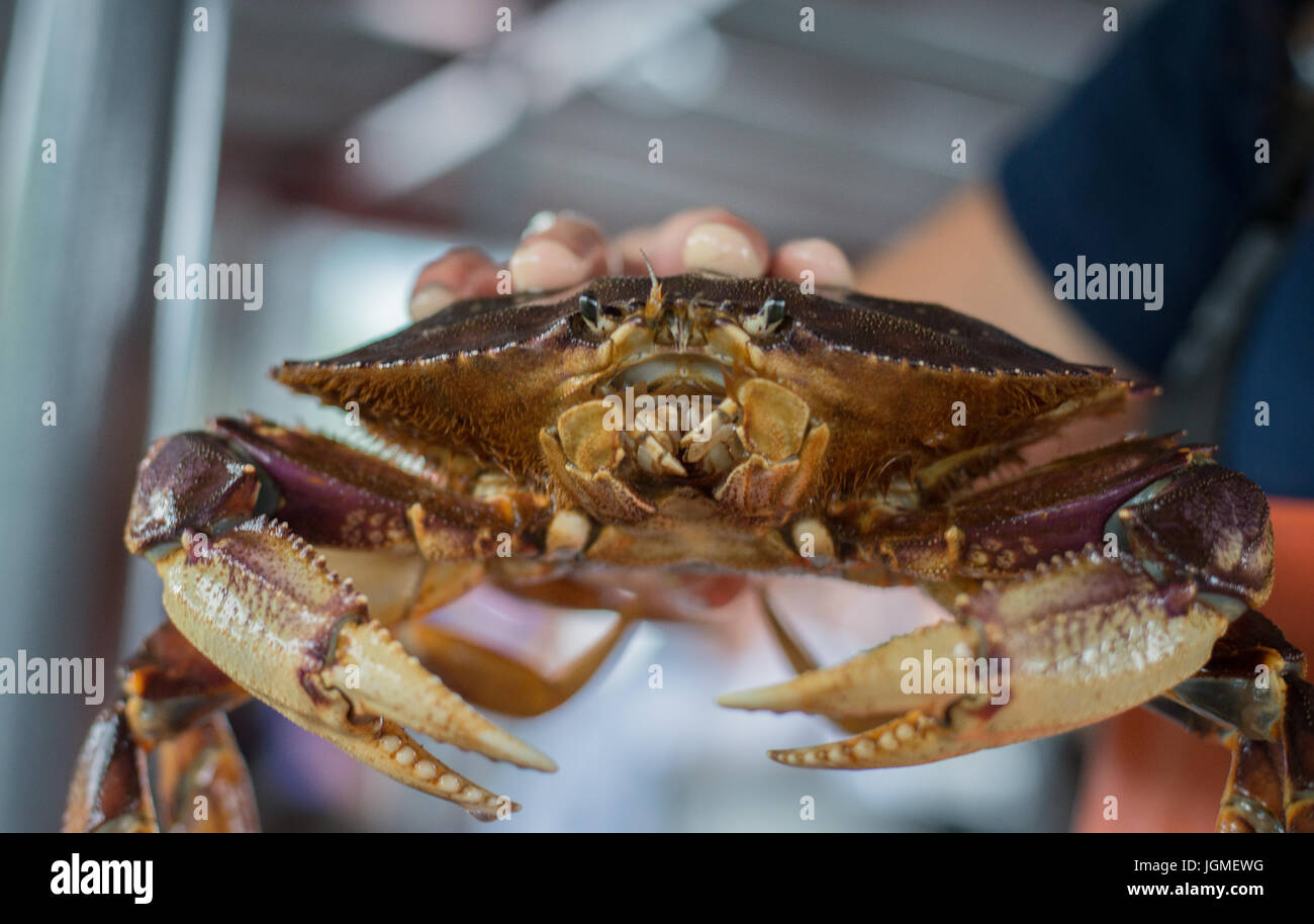 Closeup of a crab being held up Stock Photo - Alamy