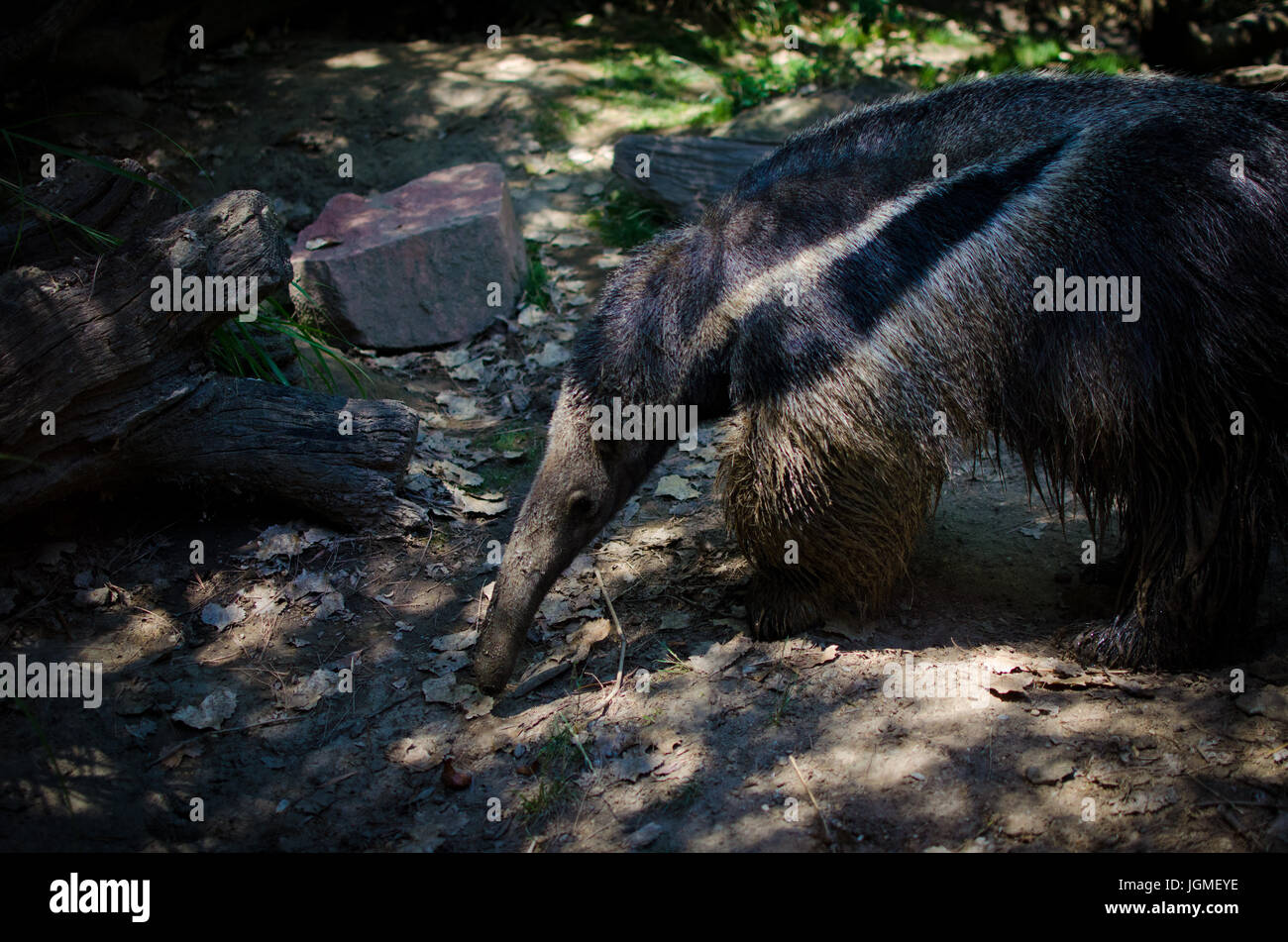 Anteater at a zoo Stock Photo - Alamy