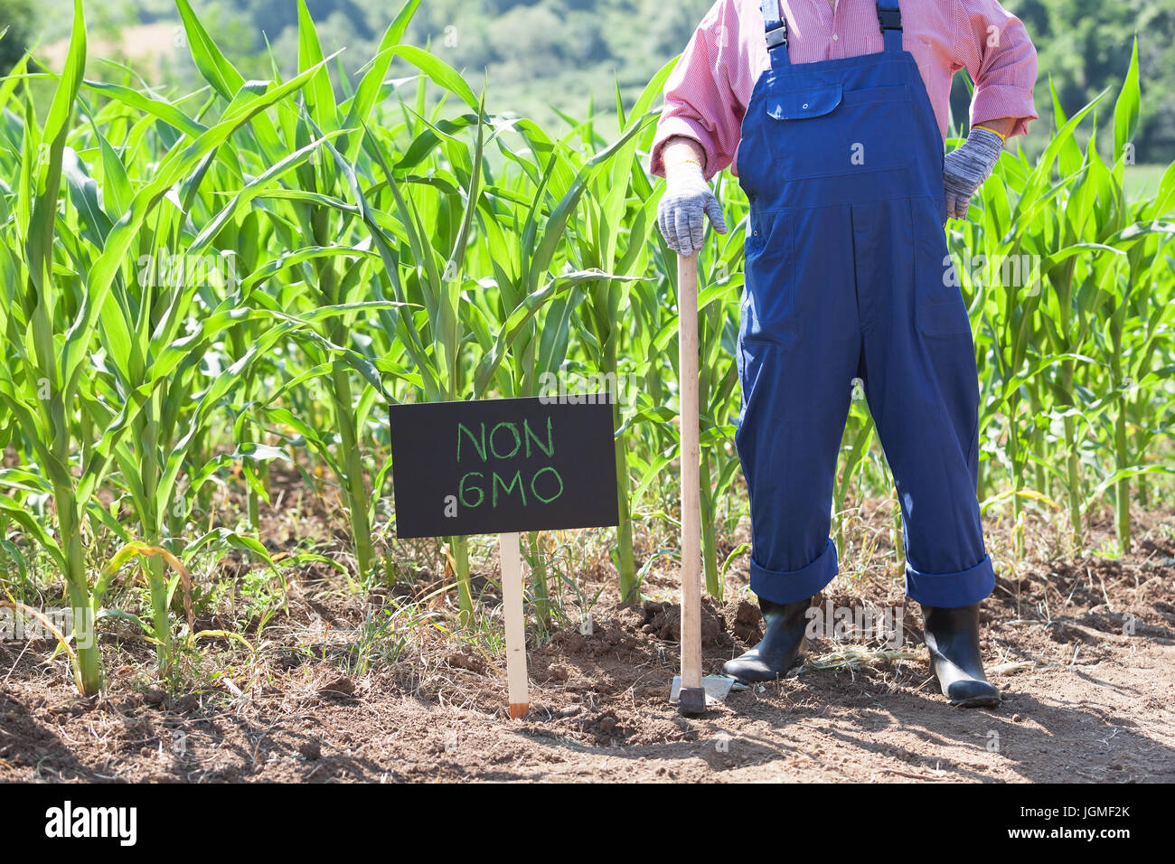 Gmo corn field hi-res stock photography and images - Alamy