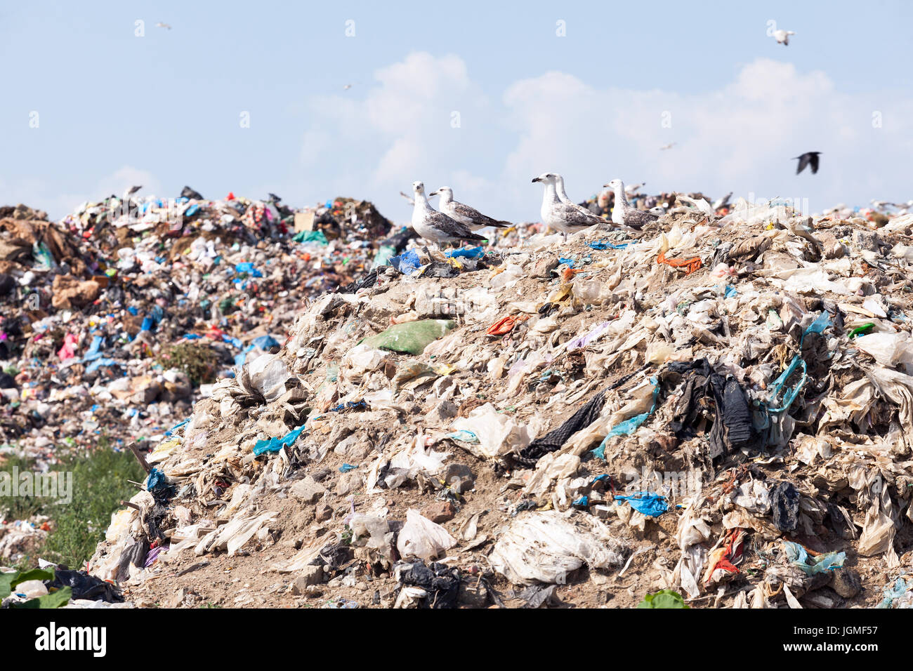 Seagulls standing on the waste at the garbage dump Stock Photo - Alamy