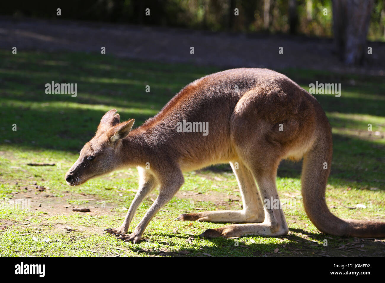 Kangaroo running hi-res stock photography and images - Alamy