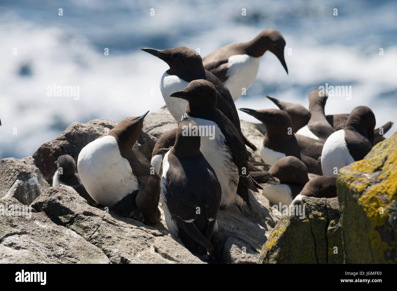 Guillemots with chick in the summer sun on the cliffs on the Scottish ...