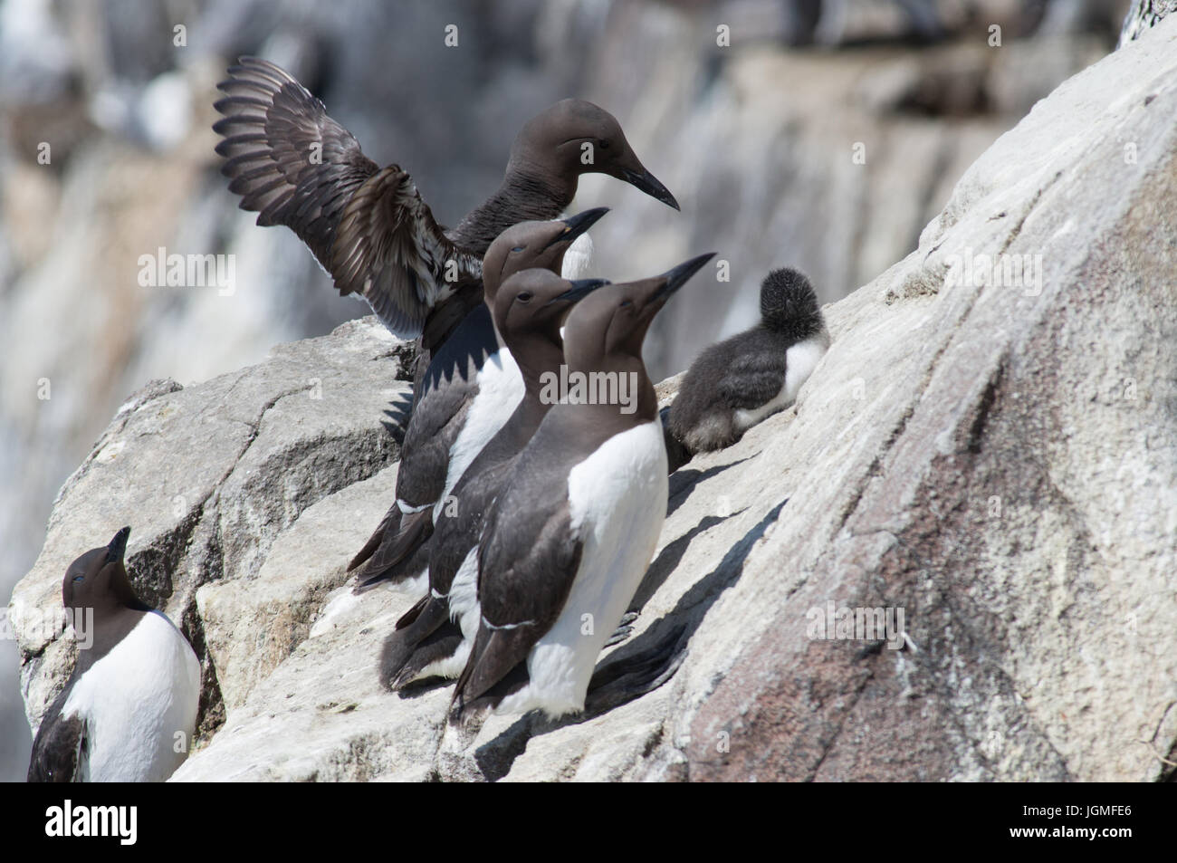 Guillemots with chick in the summer sun on the cliffs on the Scottish ...