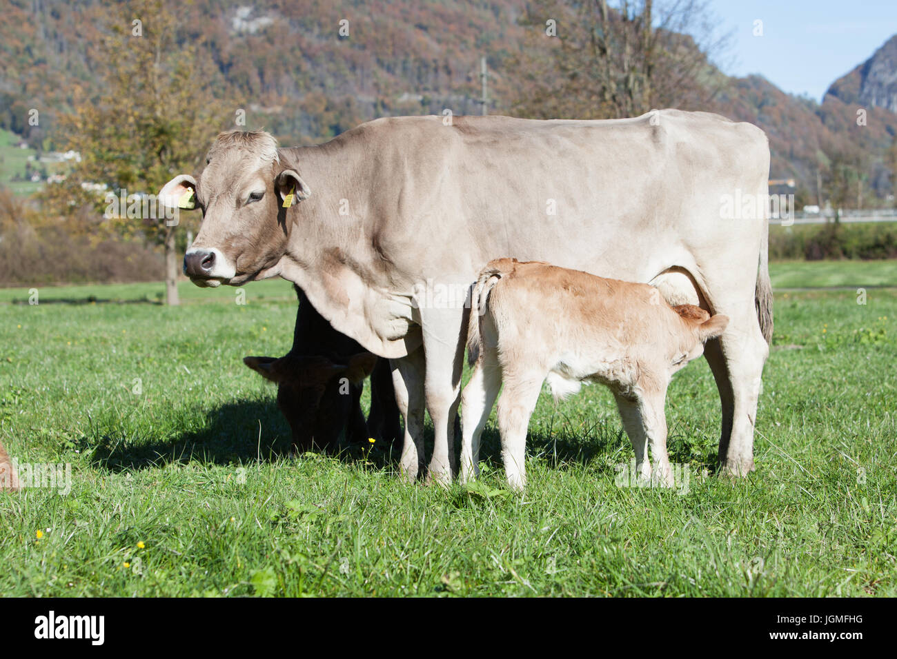 Mutterkuh und kalb hi-res stock photography and images - Alamy