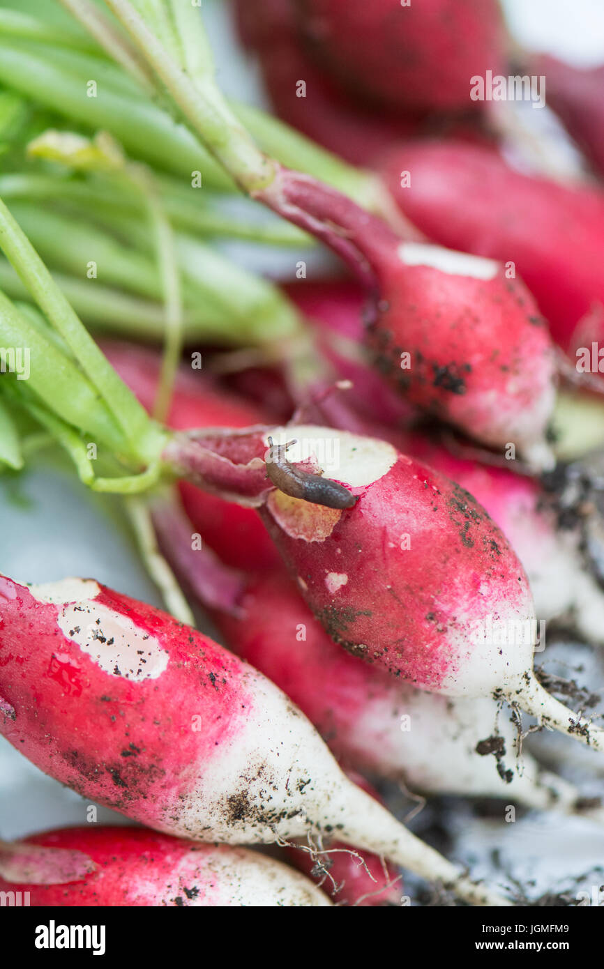 Holes in radishes hi-res stock photography and images - Alamy