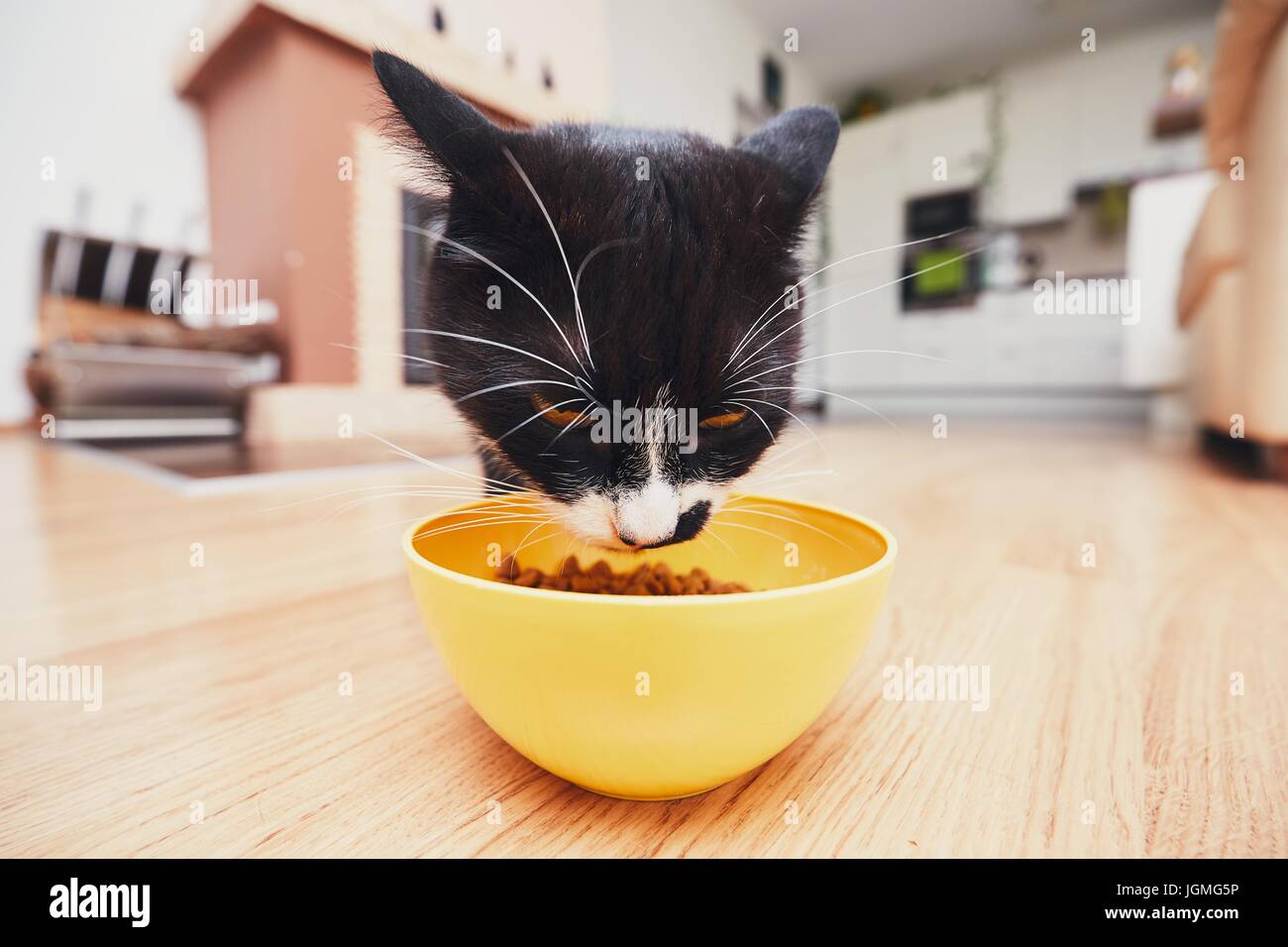 Domestic life with pets. The hungry cat eating from bowl in the kitchen ...