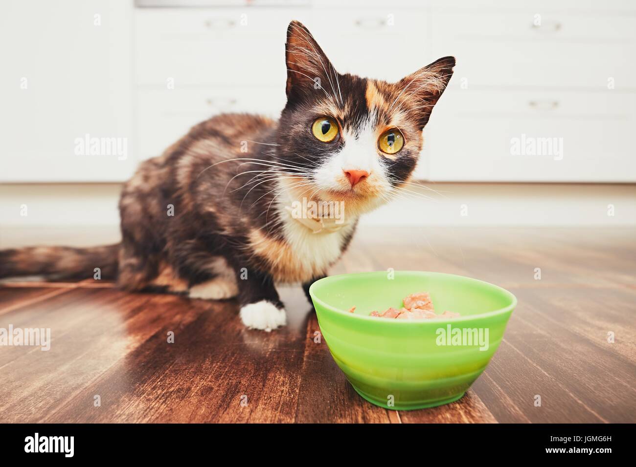 Hungry cat hi-res stock photography and images - Alamy
