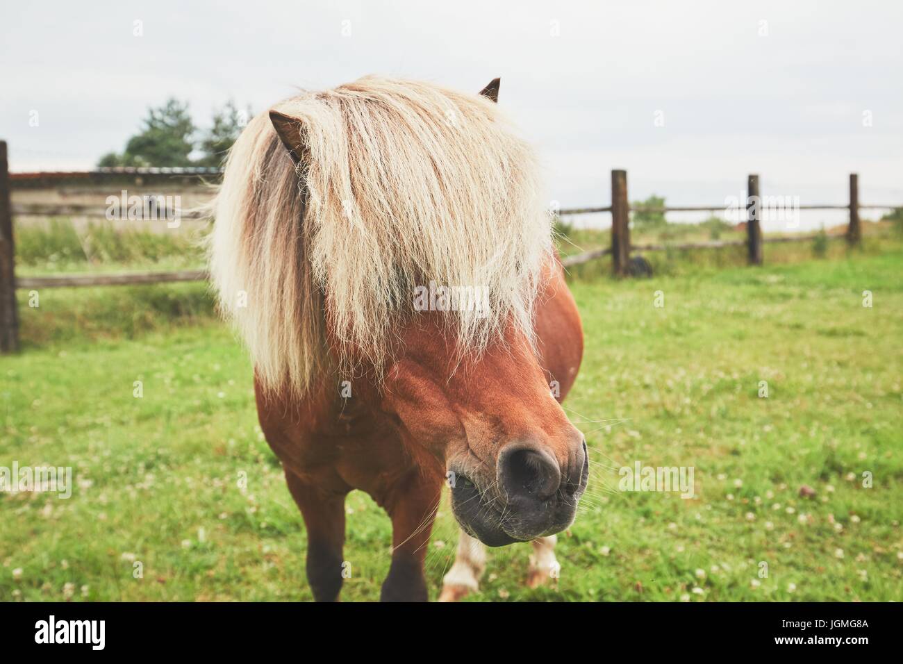 Horse with long mane. Portrait of the miniature horse on the pasture ...