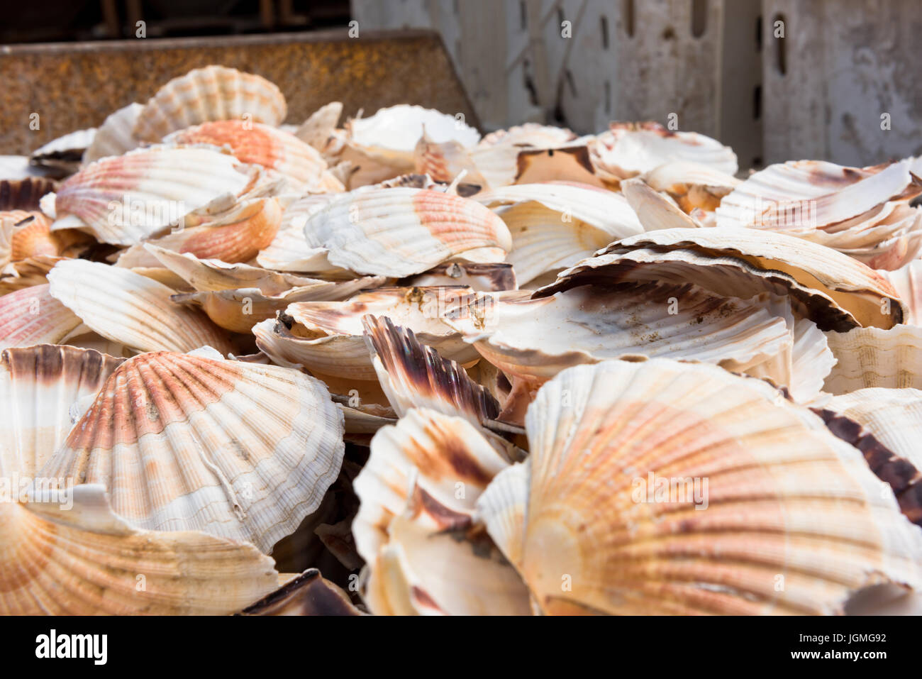 Heap of scallop shells as residuals in a metal container Stock Photo ...