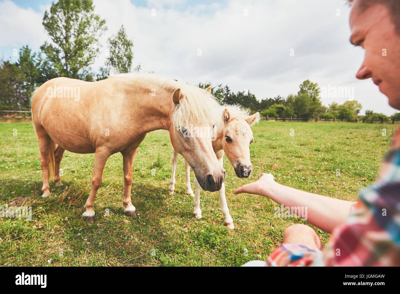 Young farmer caress mare with foal of the miniature horses Stock Photo ...