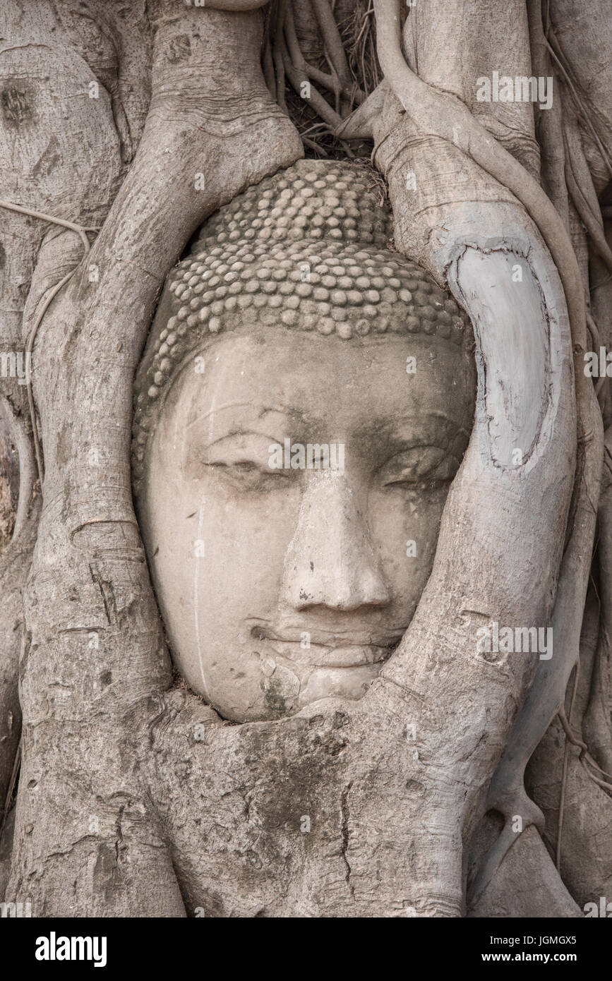 Buddha Head and Tree Roots Stock Photo - Alamy