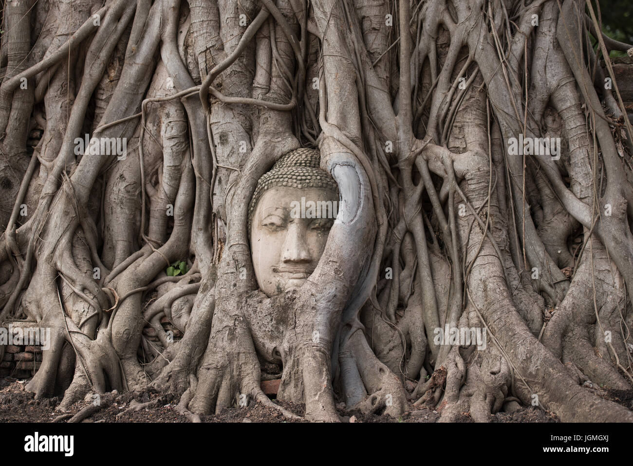 Fig trees buddha hi-res stock photography and images - Alamy
