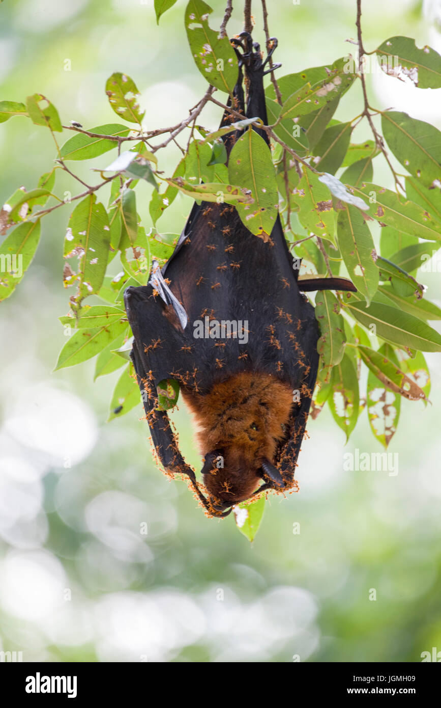 Giant red ants hi-res stock photography and images - Alamy