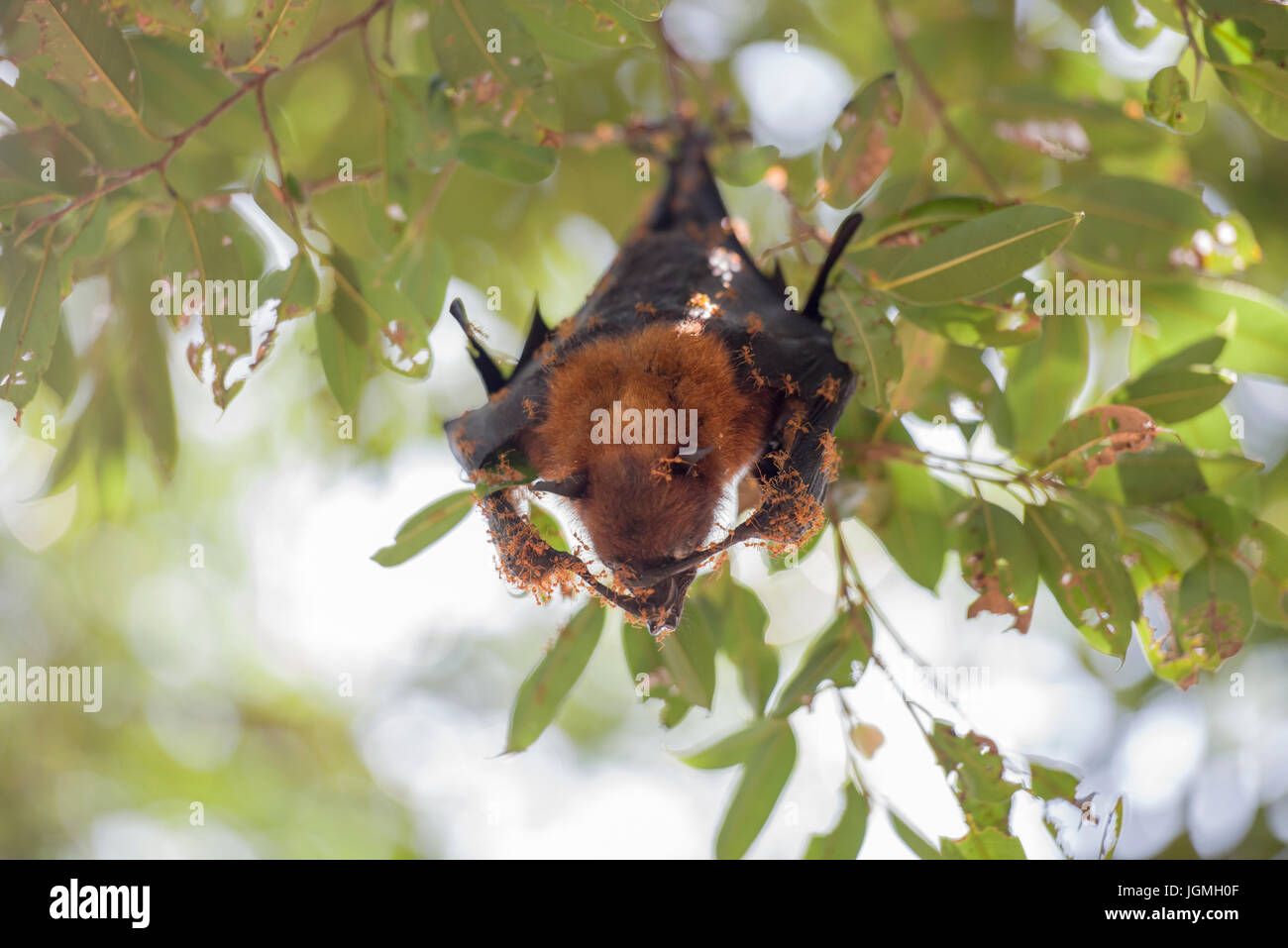 Dead Fox Bat covered in Red Ants Stock Photo - Alamy