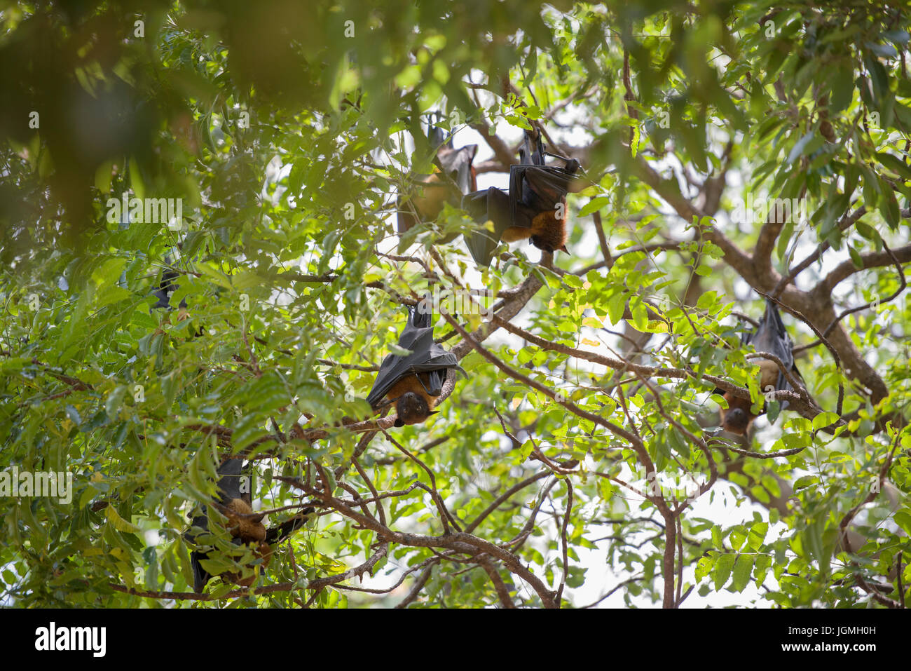 Endangered large flying fox hi-res stock photography and images - Alamy