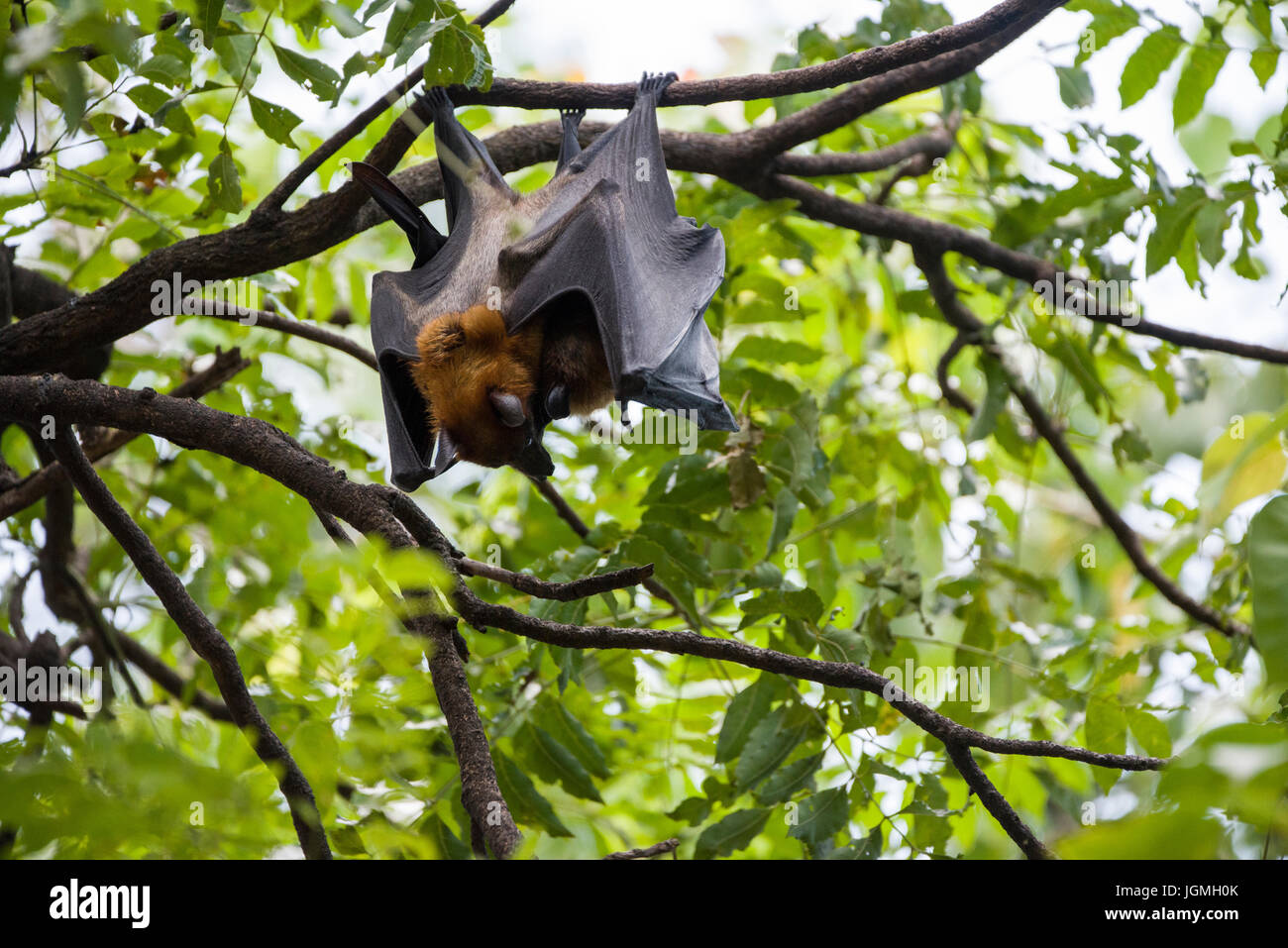 Endangered large flying fox hi-res stock photography and images - Alamy