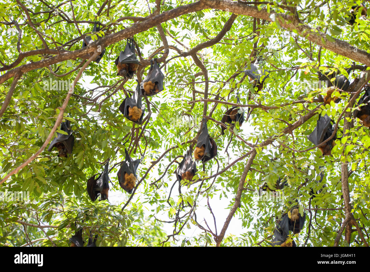 Group of Fox Bats in Tree Stock Photo - Alamy