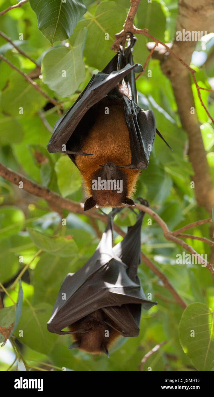 Close up of Fox Bats in Tree Stock Photo - Alamy