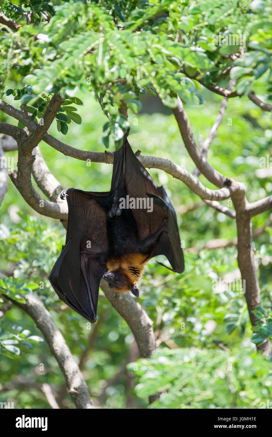 The largest bat species hi-res stock photography and images - Alamy