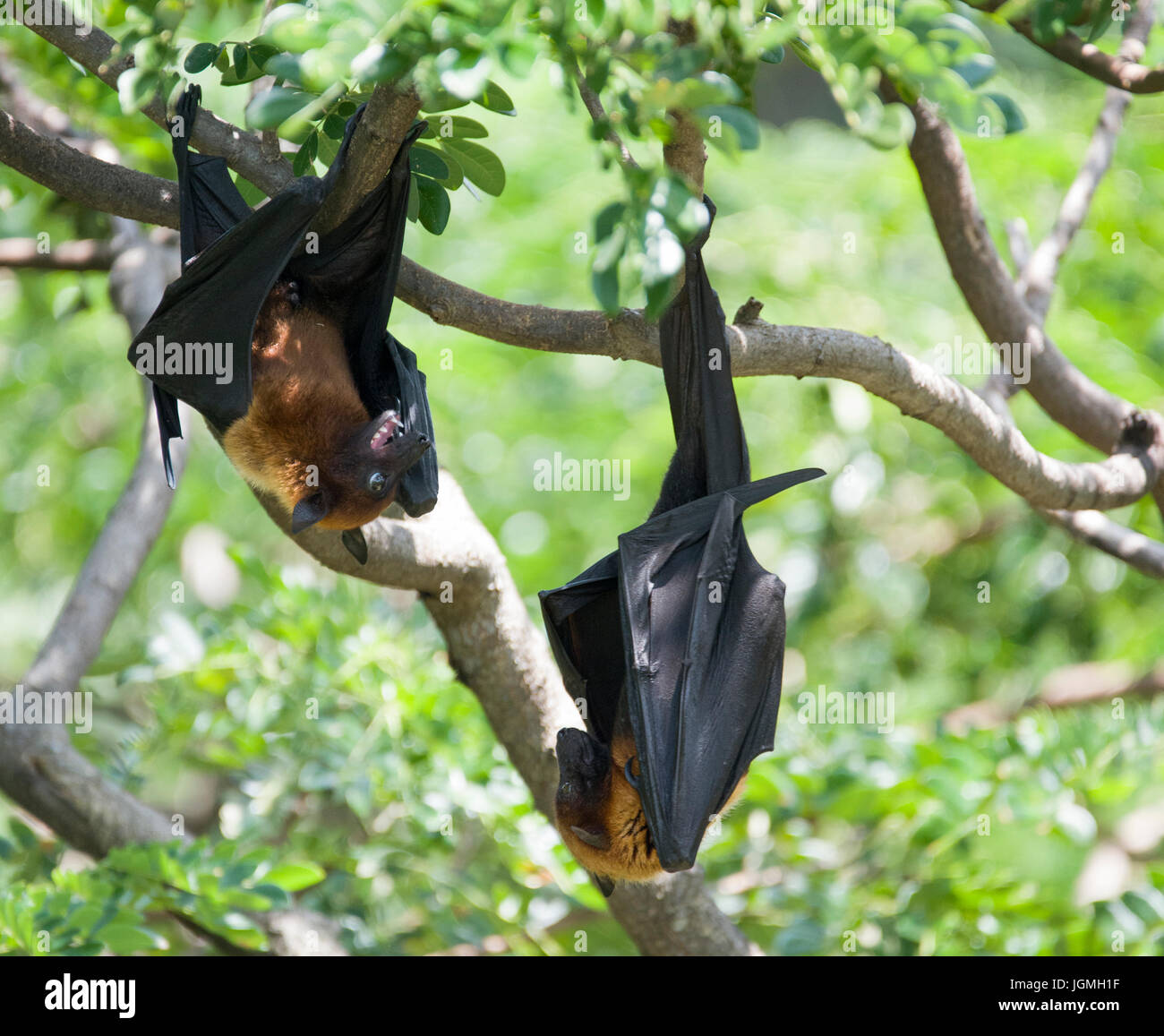 Fox Bats hanging in tree Stock Photo - Alamy