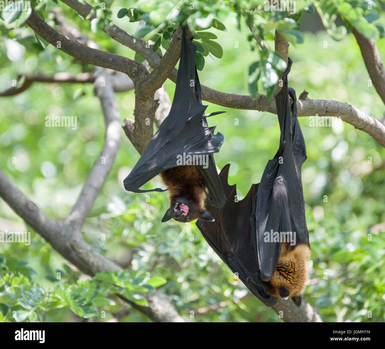 Pair of Fox Bats, one with open mouth Stock Photo - Alamy