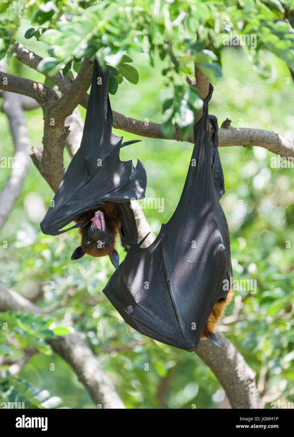 Pair of Fox Bats, One with open mouth Stock Photo - Alamy