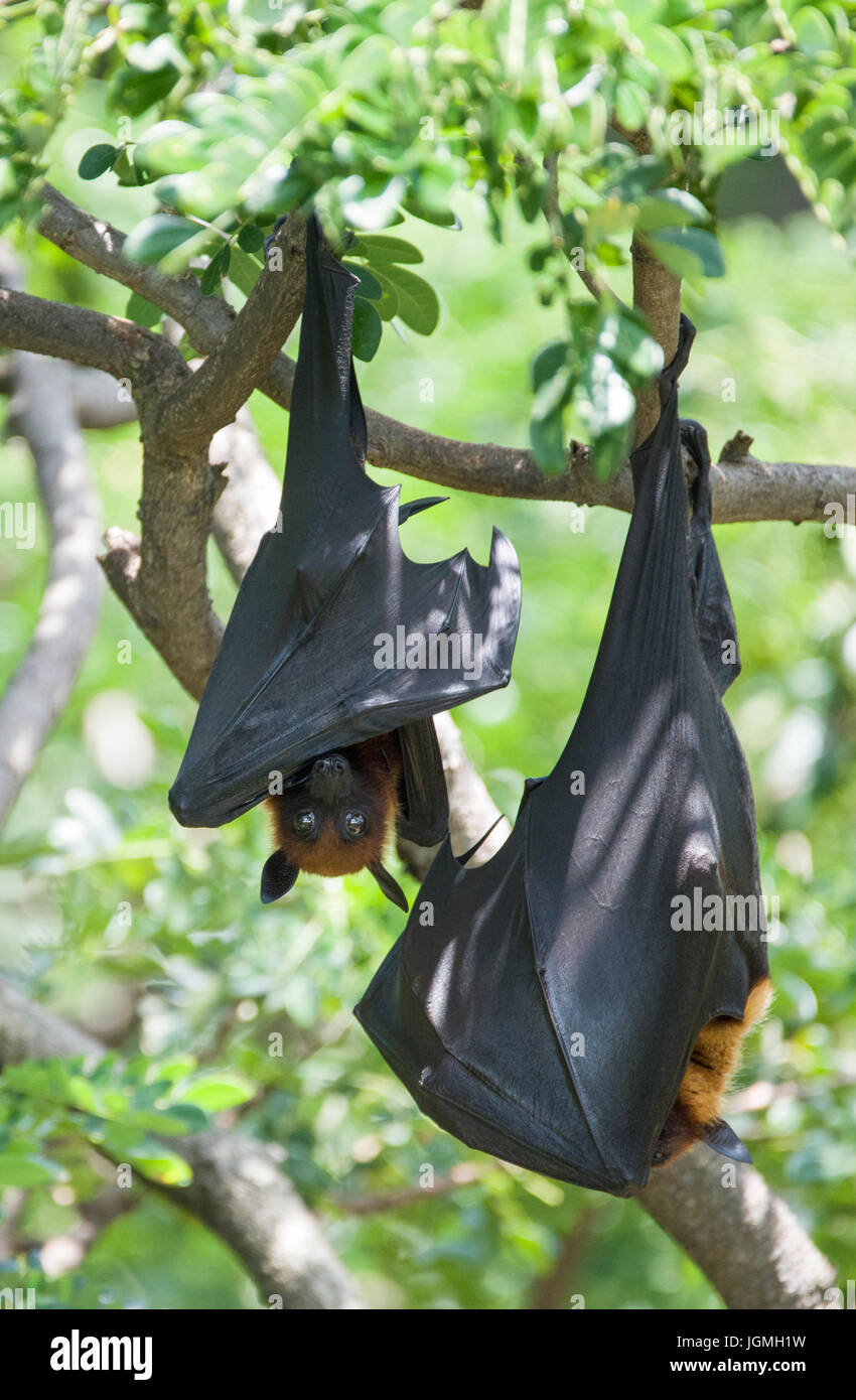 Pair of Fox Bats hanging in Tree watching Stock Photo - Alamy
