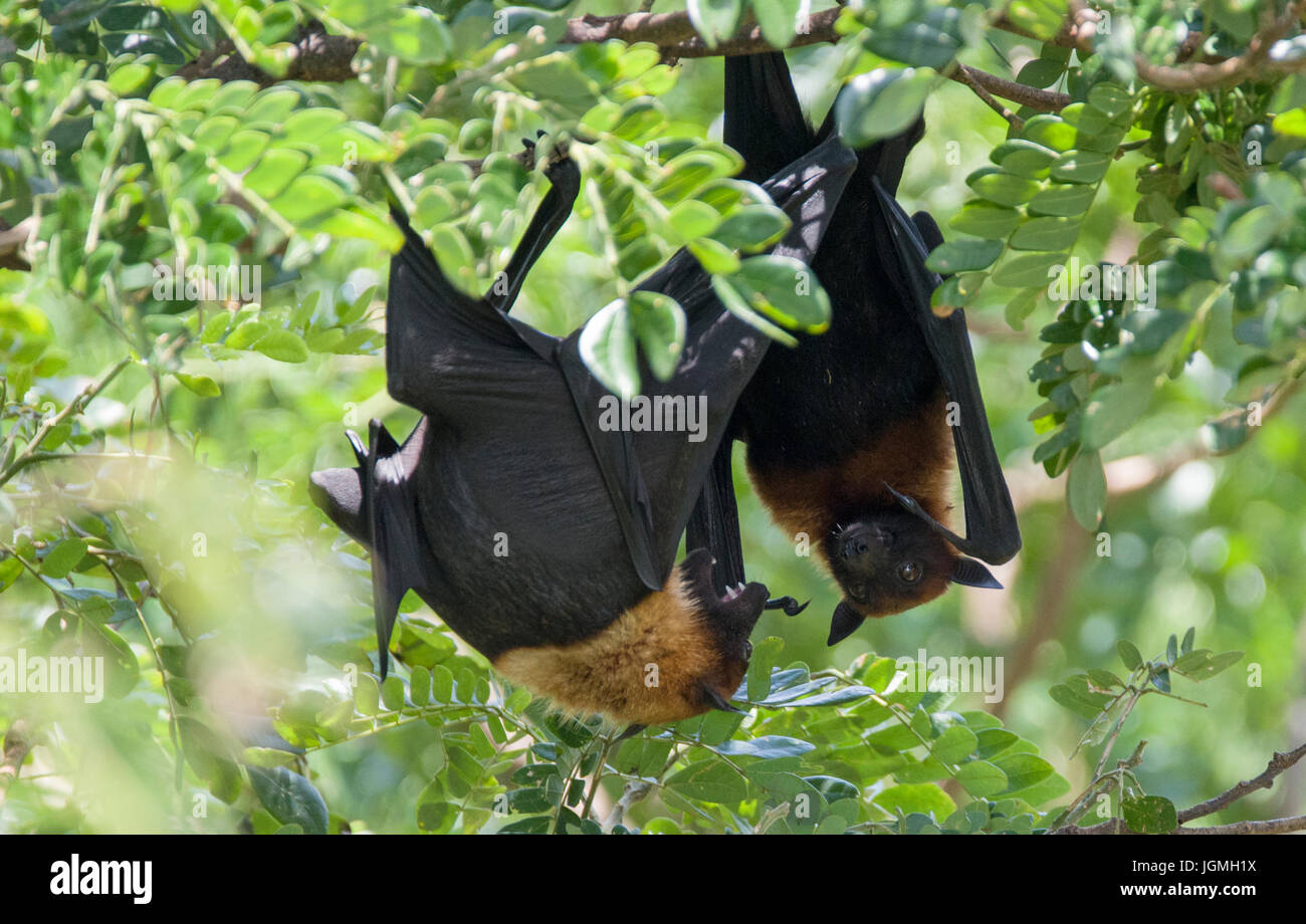 Endangered large flying fox hi-res stock photography and images - Alamy