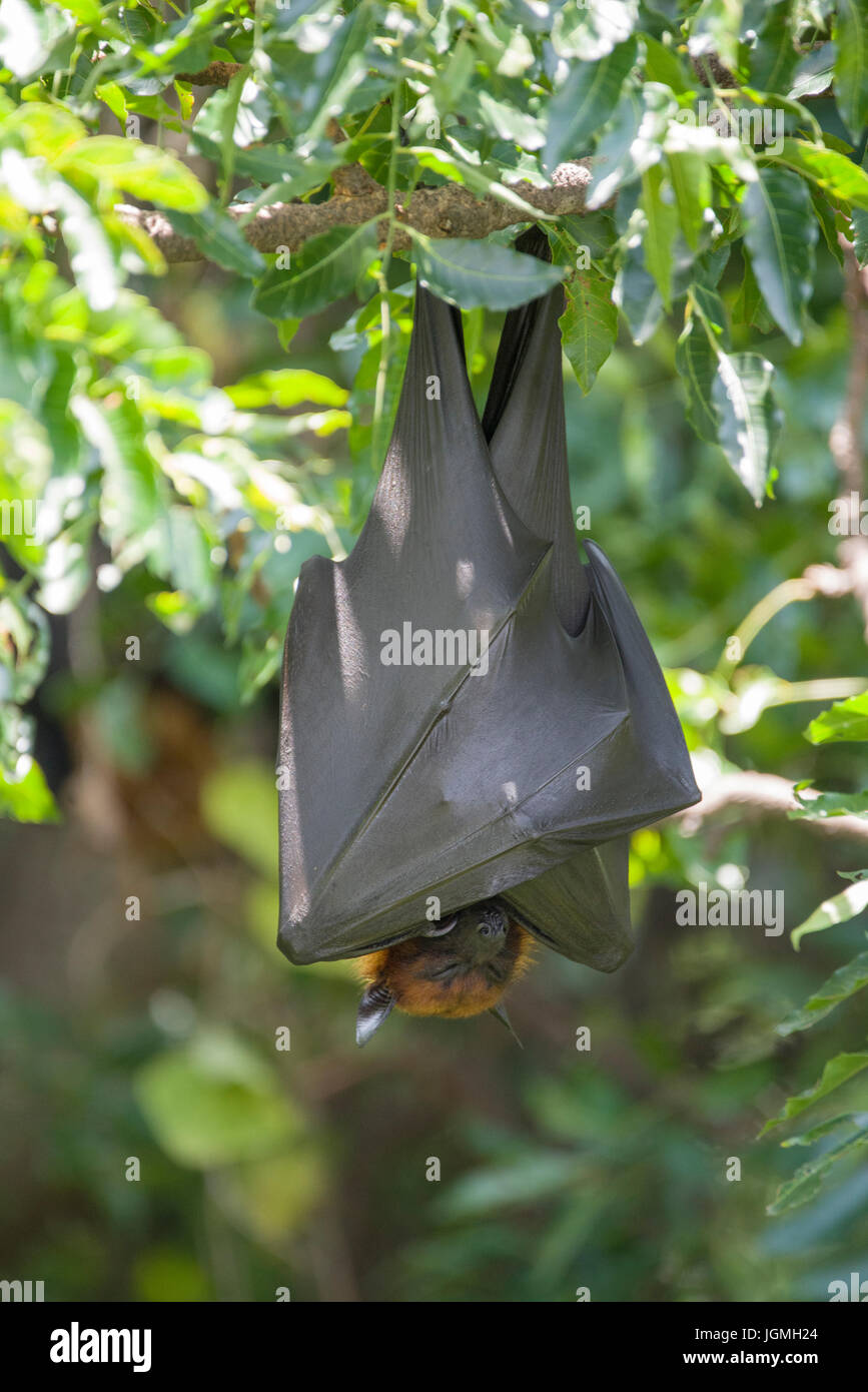 The largest bat species hi-res stock photography and images - Alamy