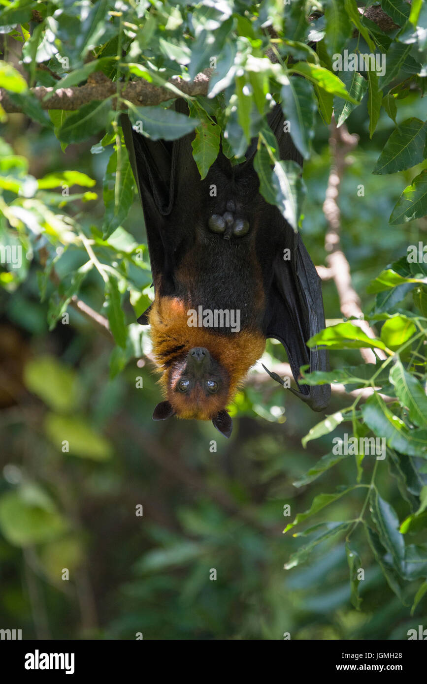 The largest bat species hi-res stock photography and images - Alamy