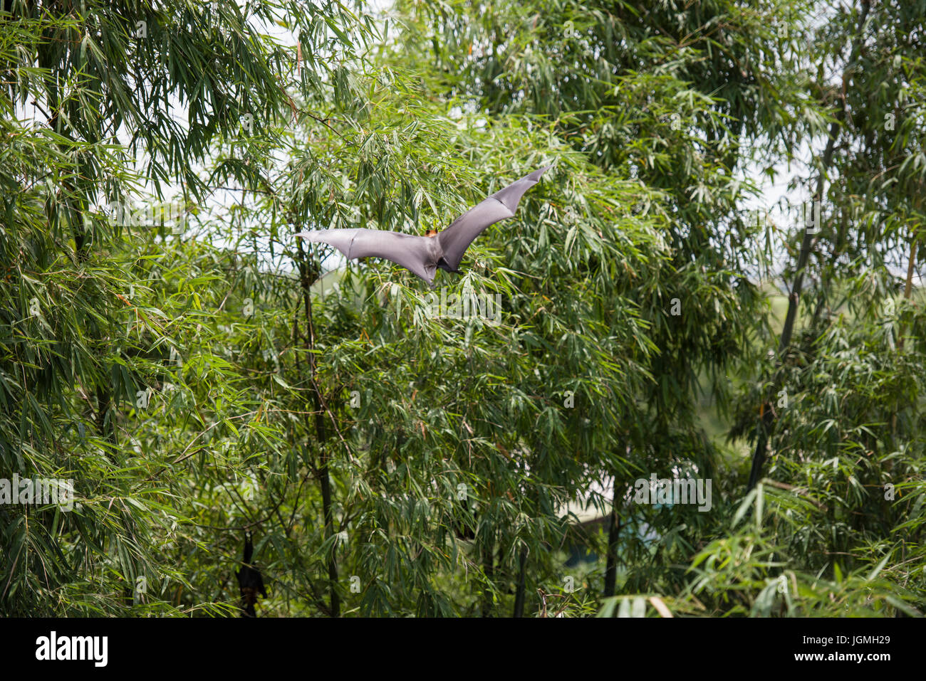 Giant flying fox bat pteropus hi-res stock photography and images - Alamy