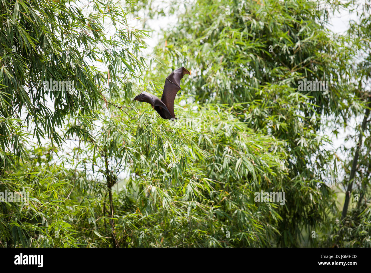 Big flying fox hi-res stock photography and images - Alamy