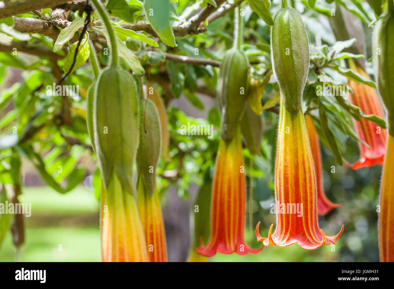 Red Angel's Trumpet flower and plant (Brugmansia sanguinea Stock Photo ...