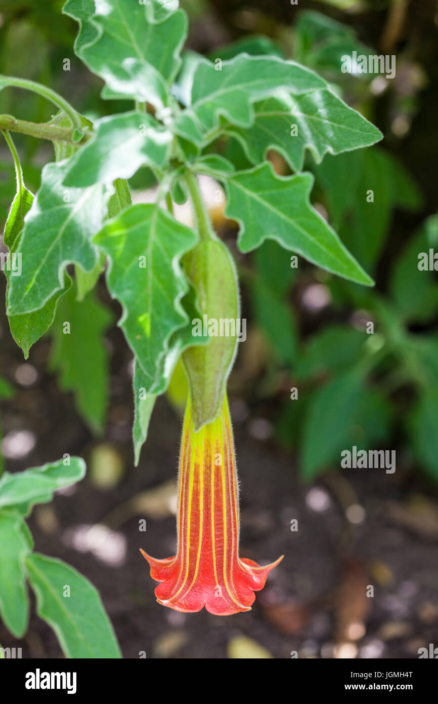 Red Angel's Trumpet flower and plant (Brugmansia sanguinea Stock Photo ...