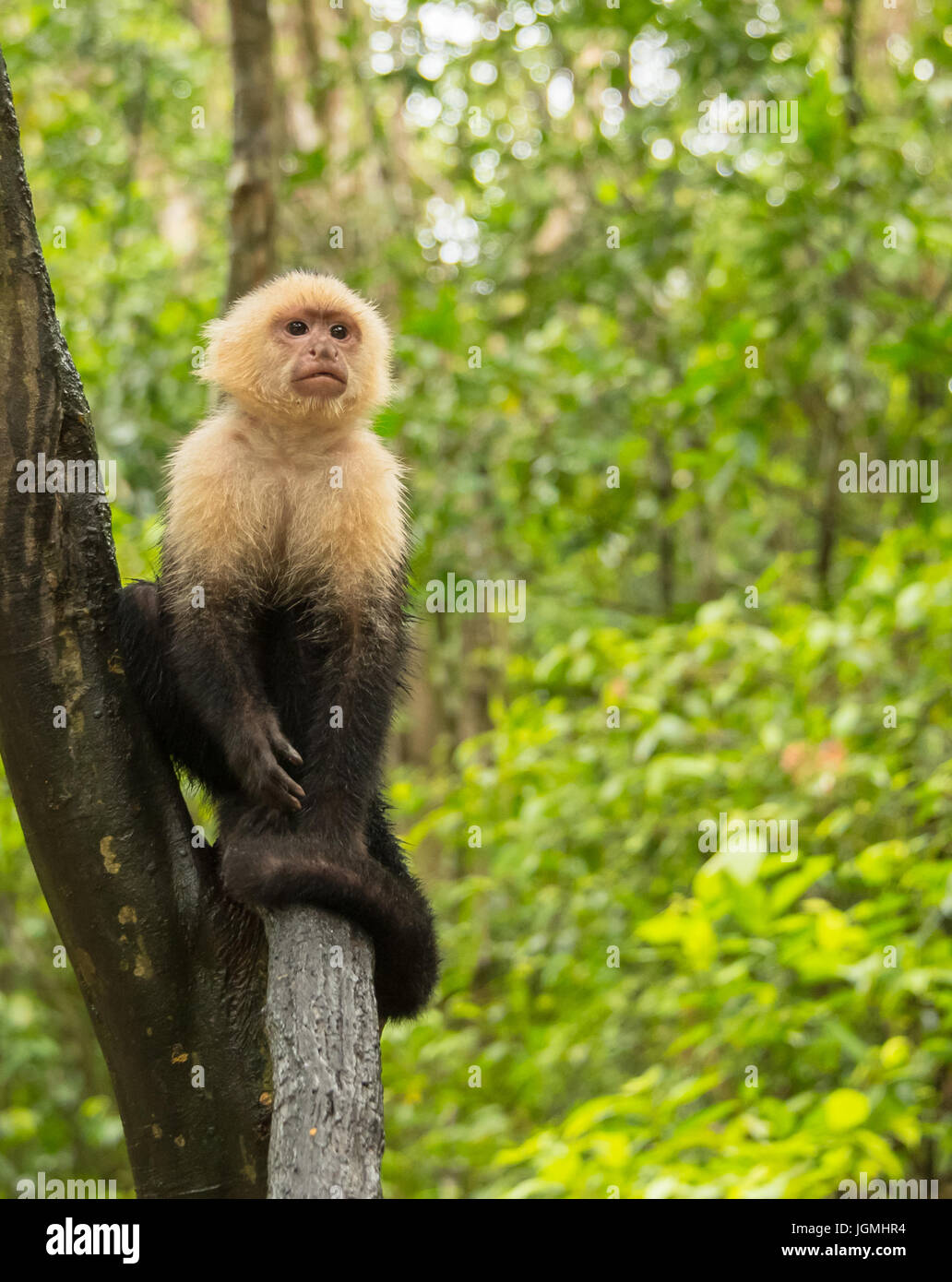 Capuchin wild hi-res stock photography and images - Alamy