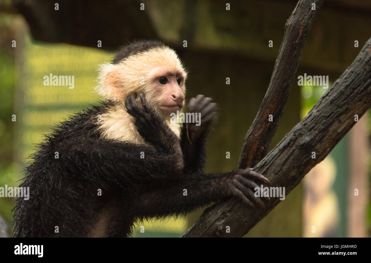 Capuchin wild hi-res stock photography and images - Alamy