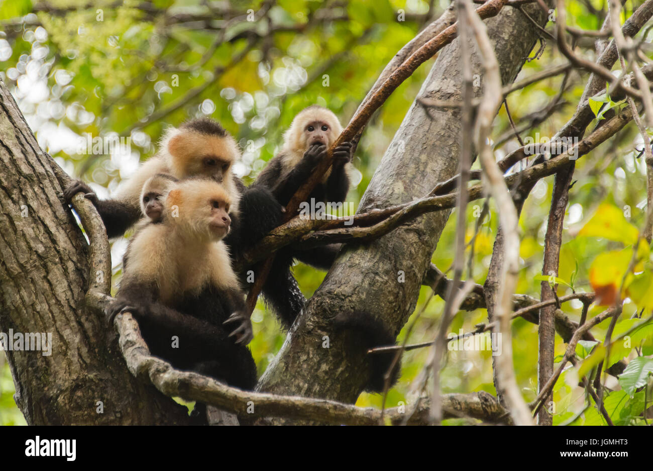 Capuchin Monkey In The Wild Stock Photo - Alamy