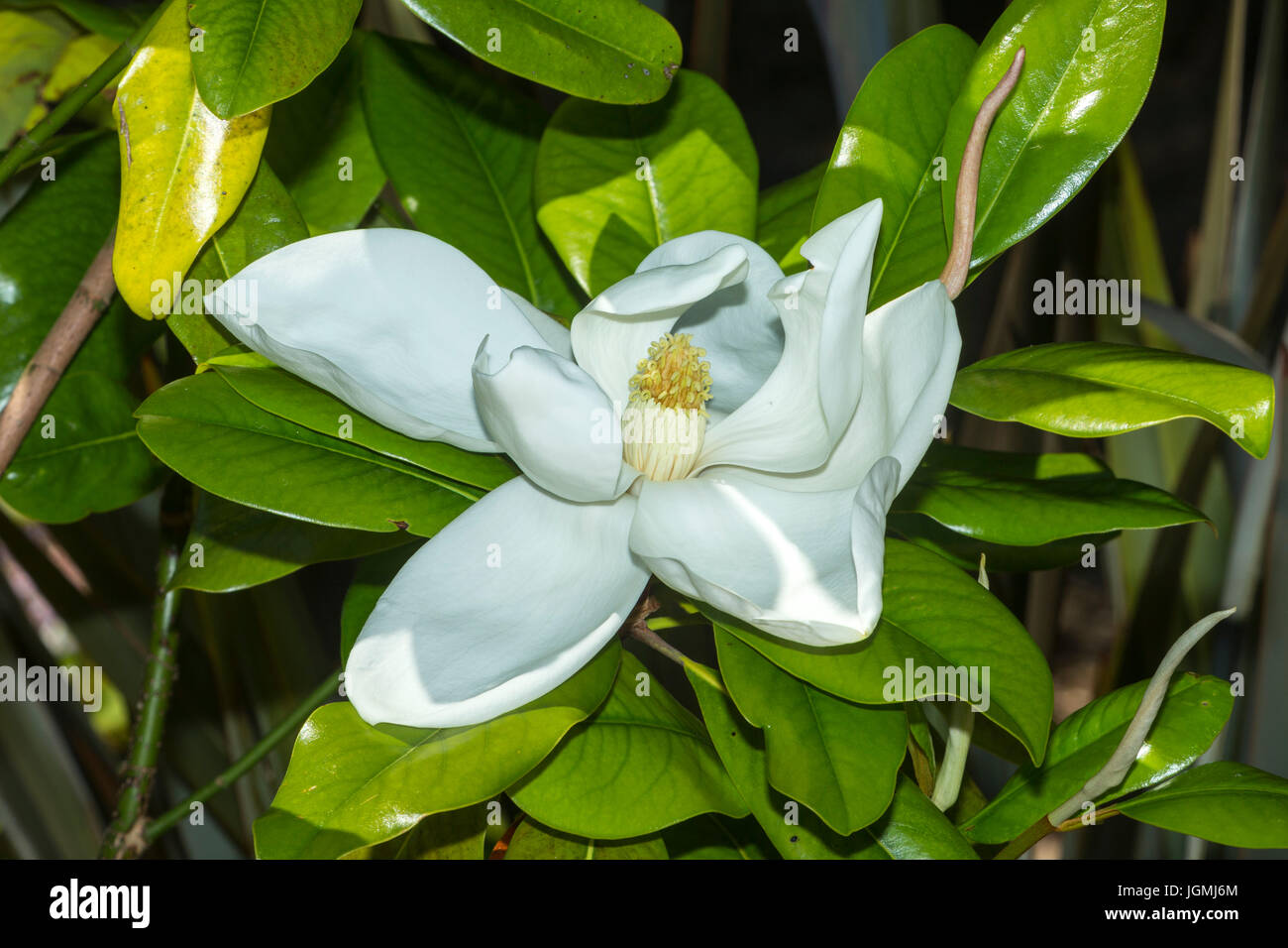 Magnolia grandiflora - southern magnolia - Edith Bogue in flower Stock ...