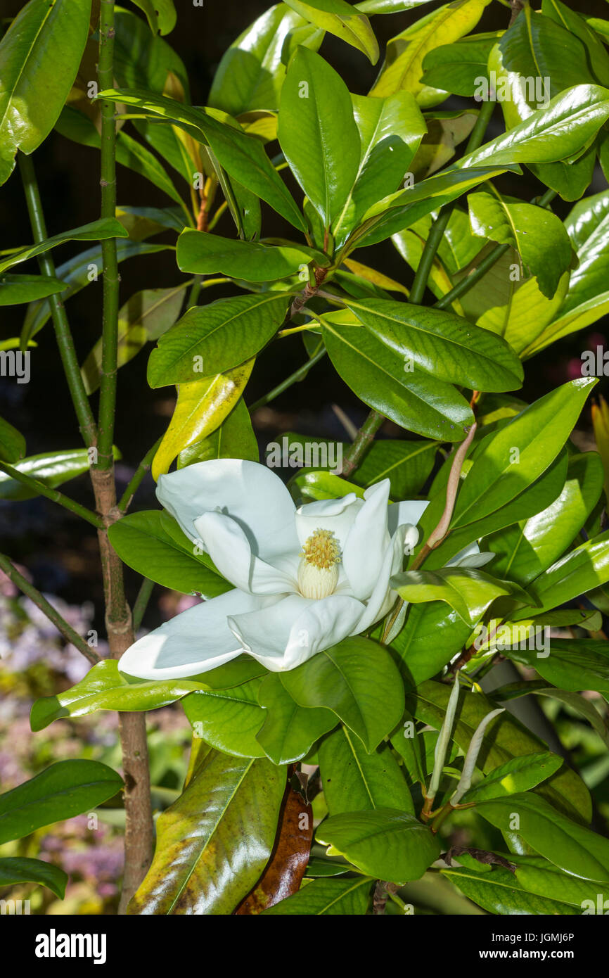 Magnolia grandiflora - southern magnolia - Edith Bogue in flower Stock ...