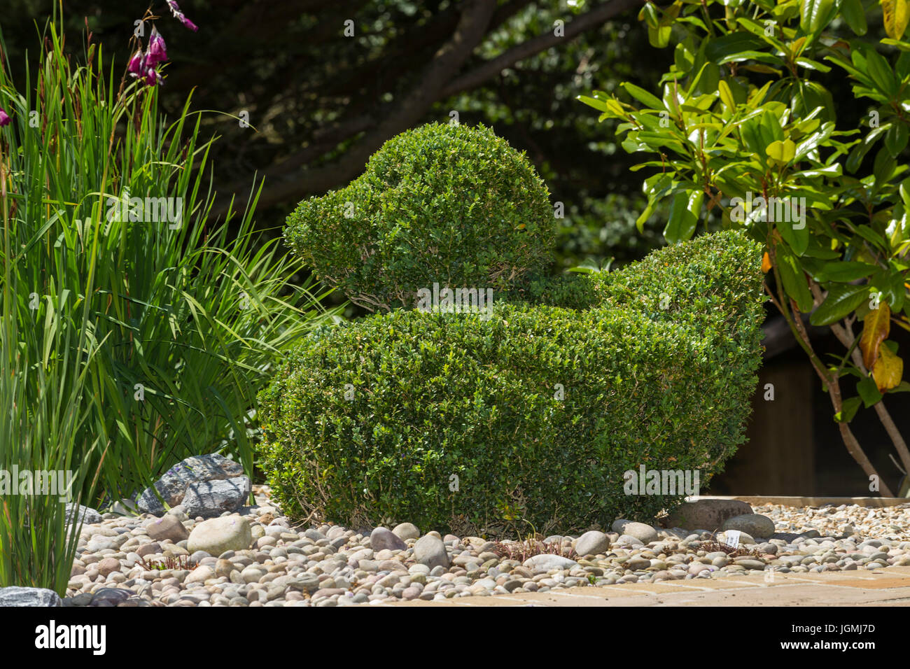 A garden topiary in the shape of a bathtime duck Stock Photo - Alamy
