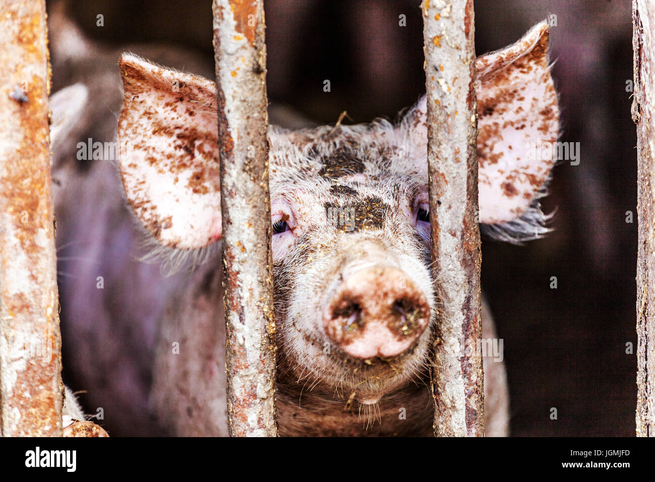 Pig Cote High Resolution Stock Photography and Images - Alamy