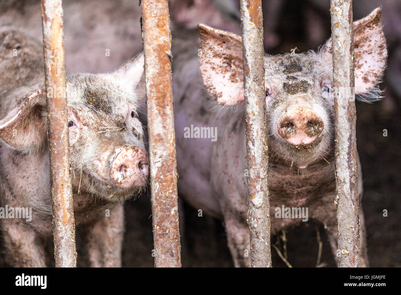 Dirty pig farm hi-res stock photography and images - Alamy