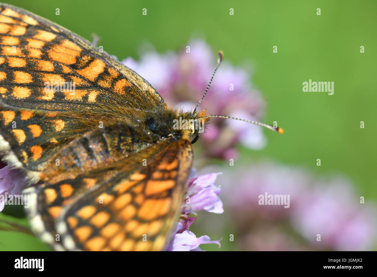 Papilionaceous hi-res stock photography and images - Alamy