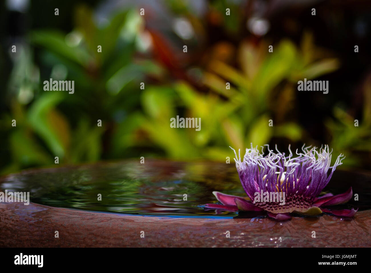 Purple passion flower floating in a terra cotta vessel Stock Photo - Alamy