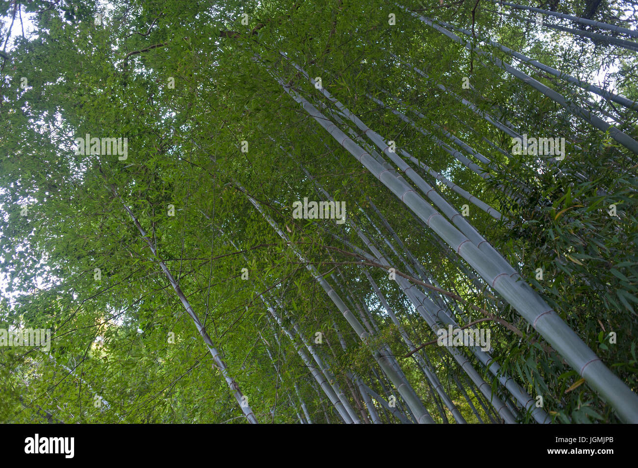 Bamboo plants in Kyoto, Japan Stock Photo - Alamy