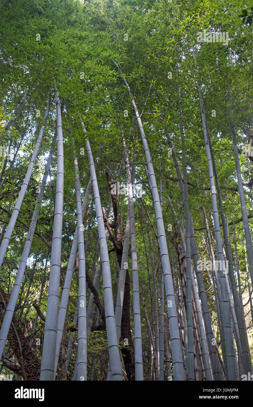 Bamboo plants in Kyoto, Japan Stock Photo - Alamy