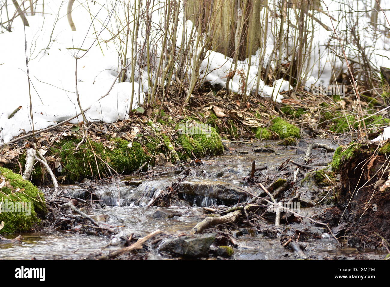 scenery of forest brooklet Stock Photo - Alamy