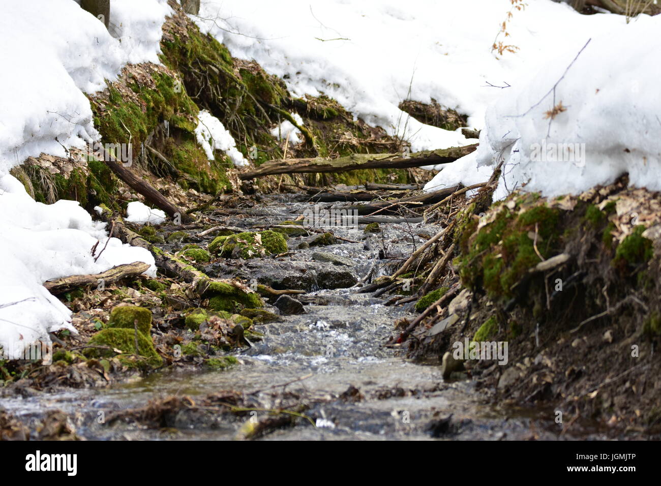 scenery of forest brooklet Stock Photo - Alamy