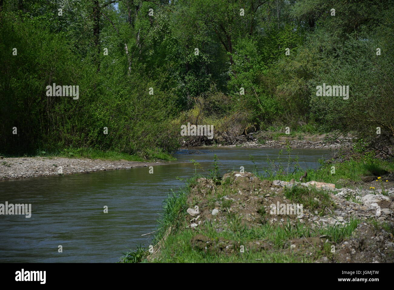 scenery of forest brooklet Stock Photo - Alamy